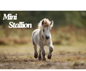 Mini Stallion: The Ultimate Guide to Owning and Caring for Miniature Horses