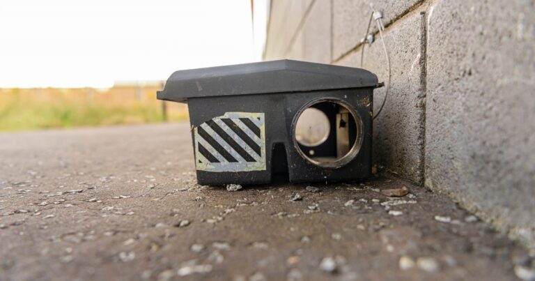 Commercial Rat Infestation Solutions: Effective Strategies for Businesses